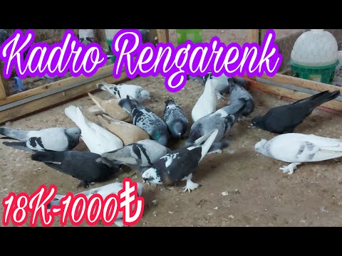 Gittiler (30dak) Kadro Rengarenk. ''18K-1000Puan''