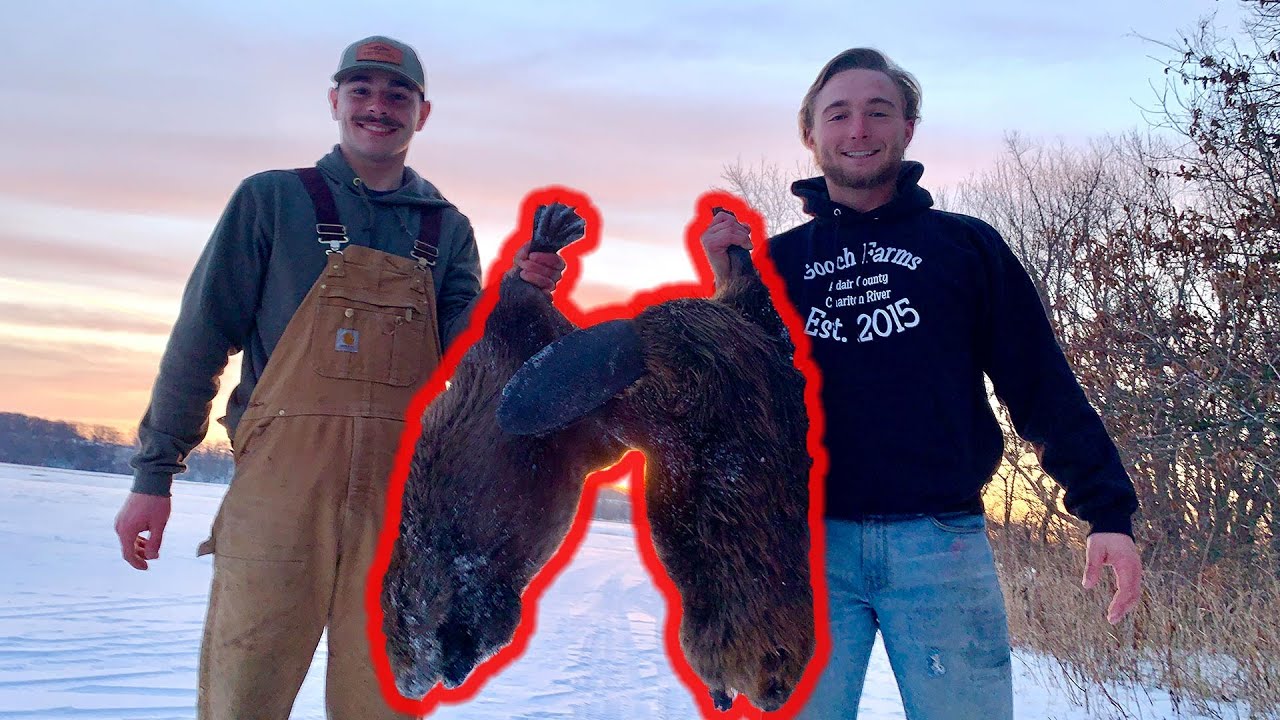 Nuisance Beaver Trapping - BIG Beaver Caught! - YouTube