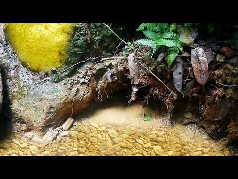 5 SATISFAYING VIDEOS OF GOLD DISCOVERY,..!! TRADITIONAL GOLD MINING ...