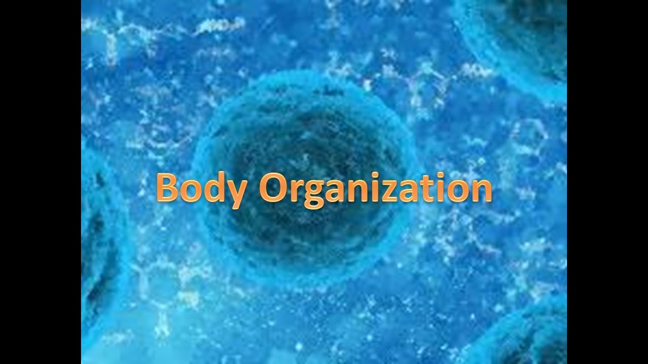 Medical Terminology Body Organization Organ Systems - YouTube