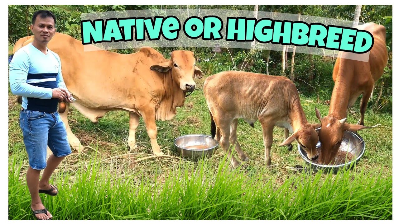 BAKIT DAW NATIVE NA BAKA ANG PINAPARAMI NAMIN SA BUNDOK+IHAW-IHAW ...