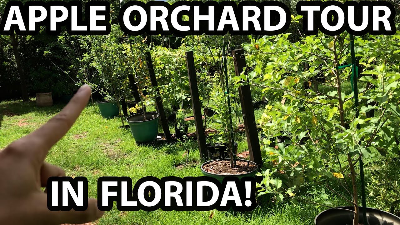 Apple Orchard Tour: Summer in Florida - YouTube