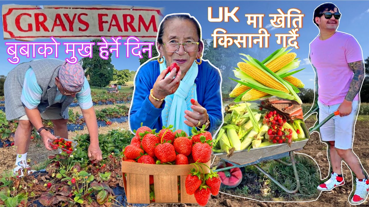 Picking Strawberries 🍓, Sweetcorn 🌽 at Grays Farm, Wokingham 🇬🇧 ...