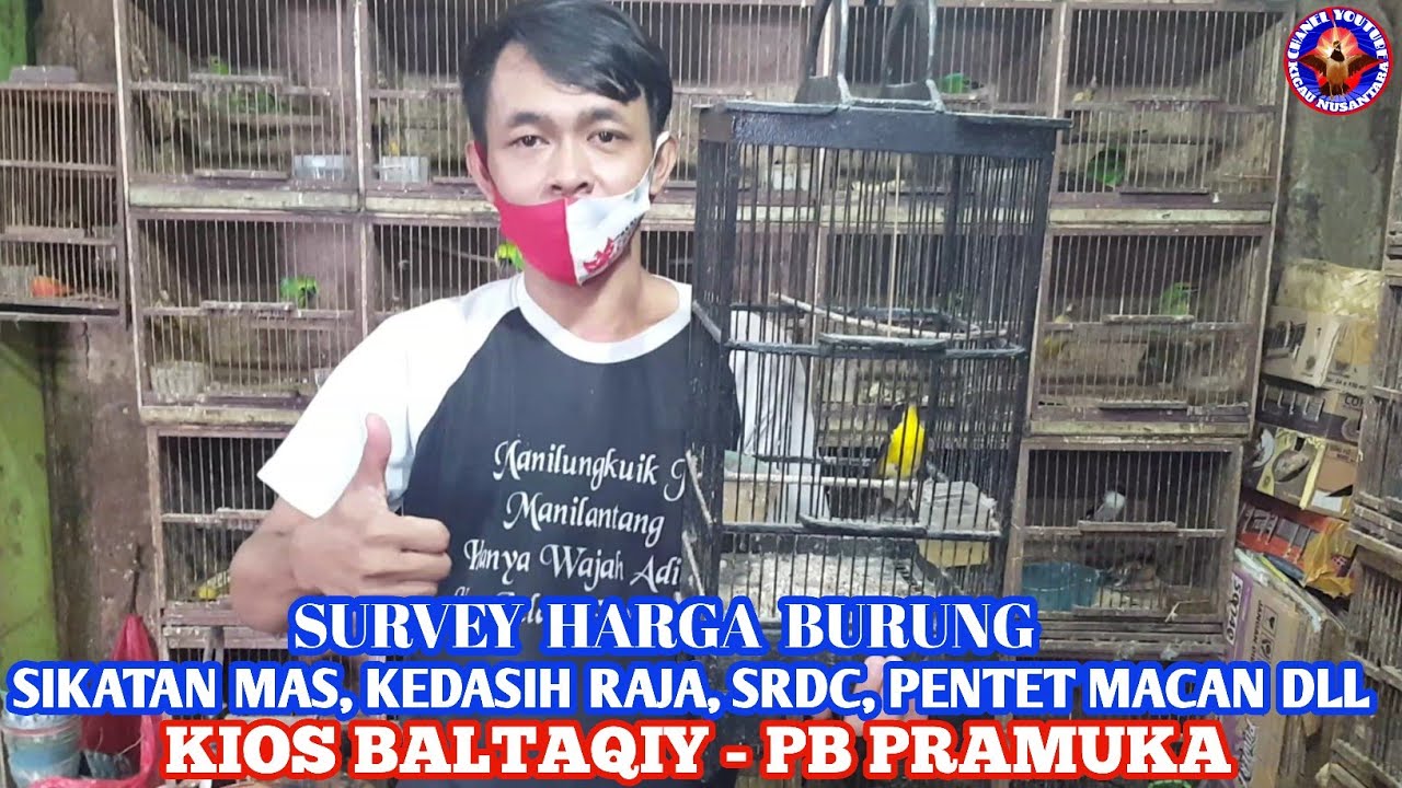 SURVEY HARGA BURUNG SIKATAN MAS, KEDASIH RAJA, SRDC, CAK RANTING DLL ...
