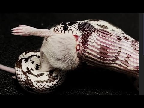 Black and white doted snake Eating big prey|Rare snake - YouTube