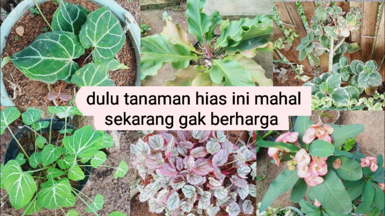 tanaman hias ini dulu beli mahal banget sekarang gak diurus - YouTube