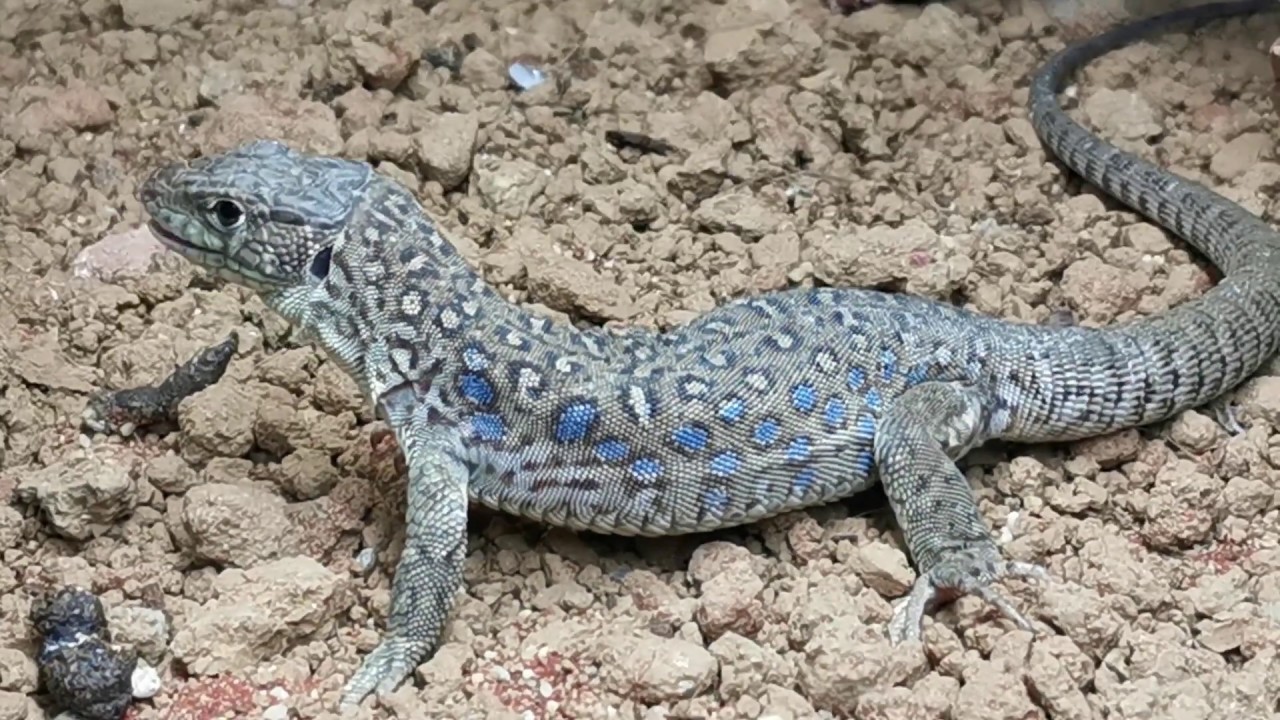 European Eyed Lizard - YouTube