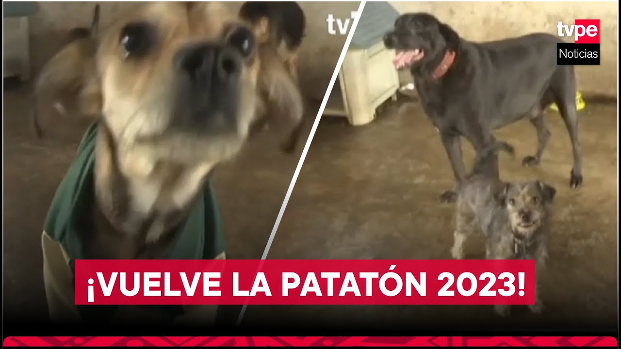 Patatón 2023: albergues buscan recolectar 5 toneladas de alimento para ...