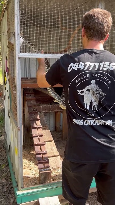Coastal Carpet Python I removed from inside a chicken coop # ...