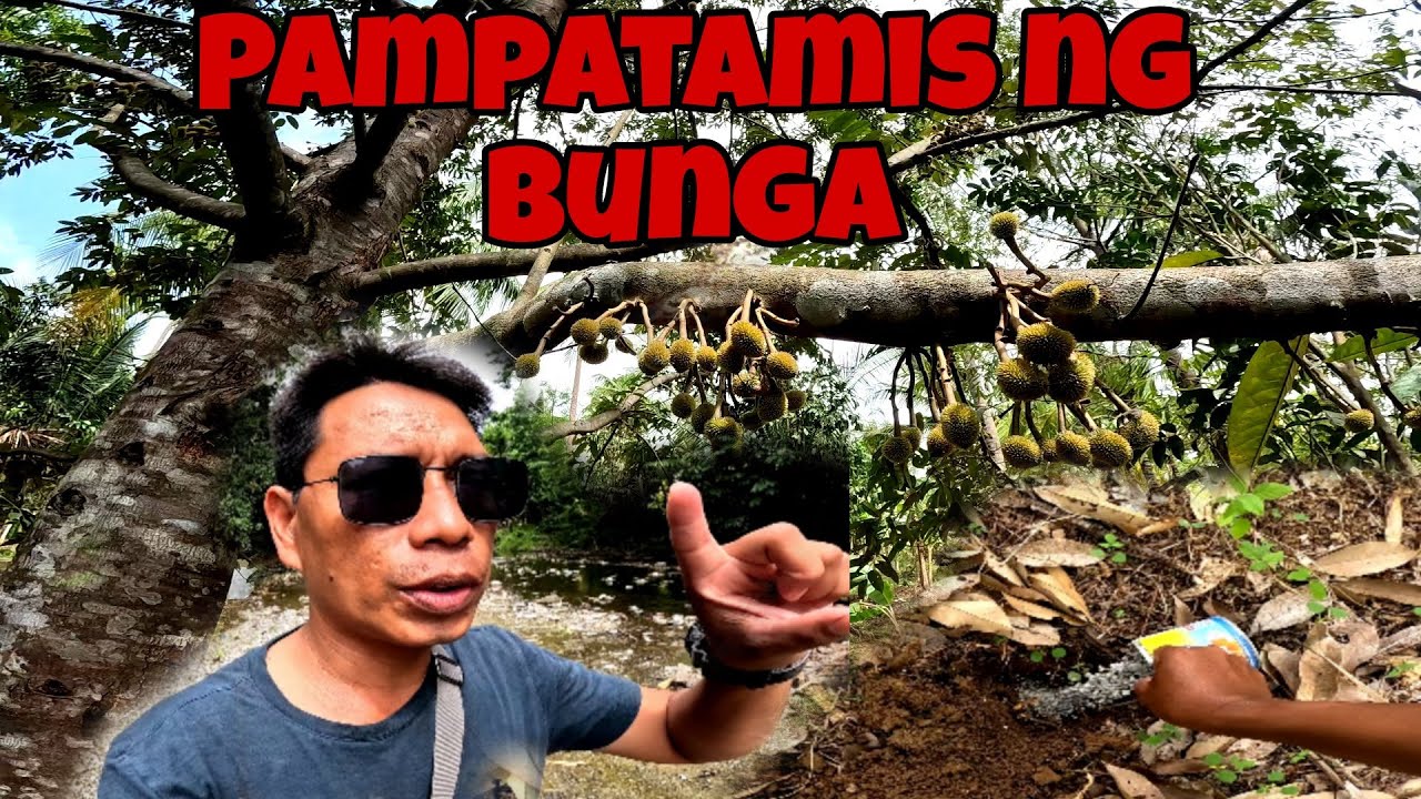 Naglalagay Kami Nang Pataba Sa Aming Mga Prutasan#japersniper - YouTube