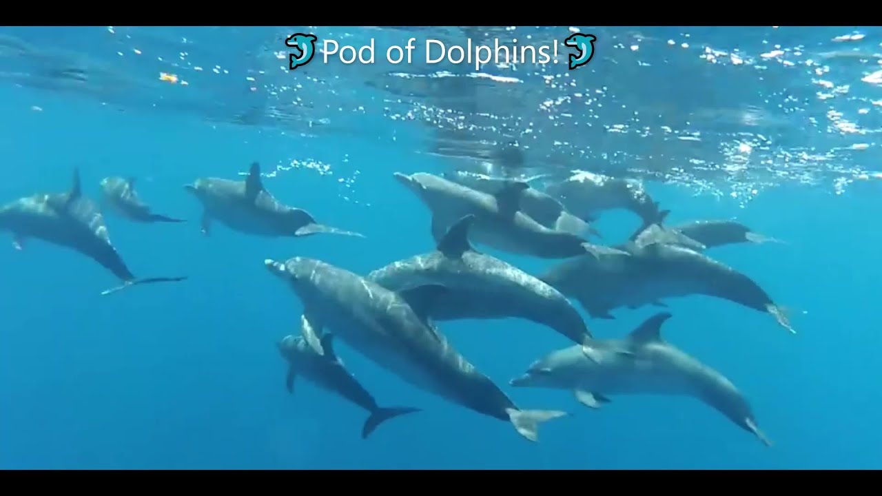 Swimming With Wild Dolphins! - YouTube