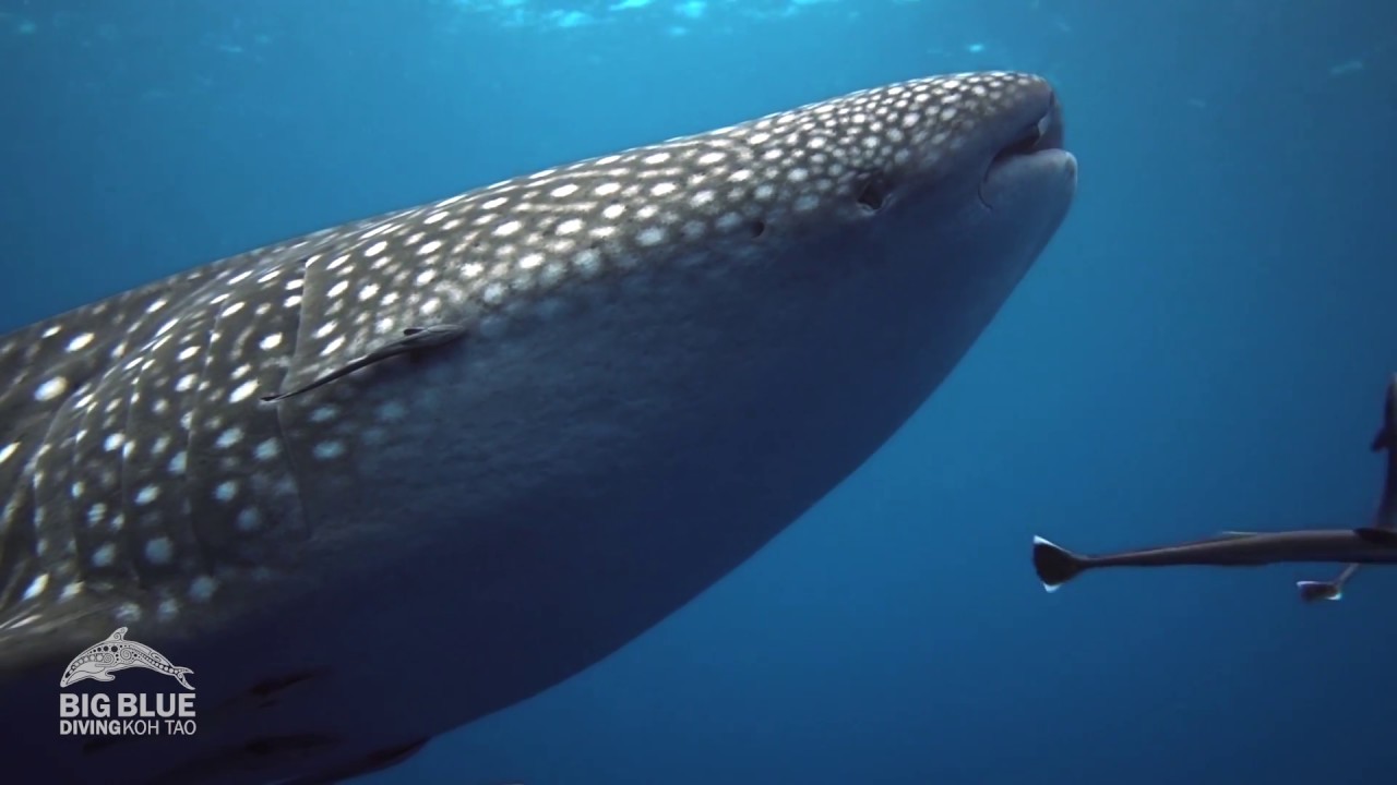 The biggest fish in the sea, the Whaleshark - Big Blue Diving, Koh Tao ...