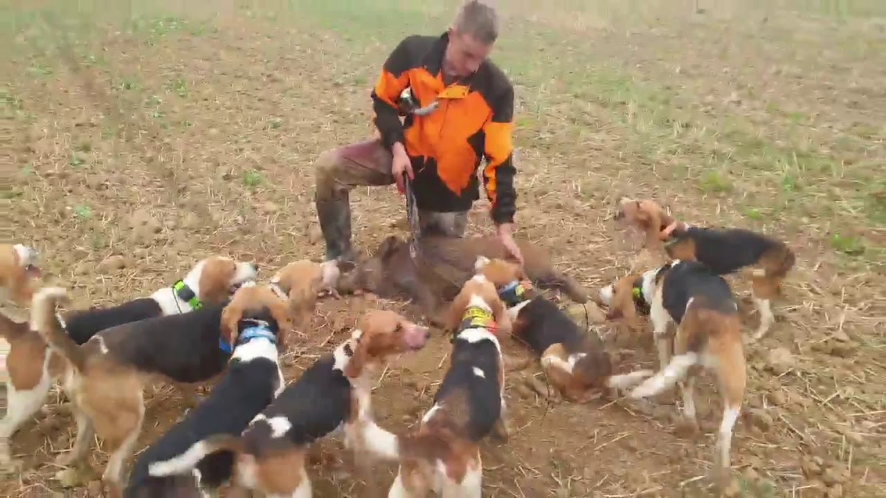 chasse aux sanglier 2020 chiens courants - YouTube