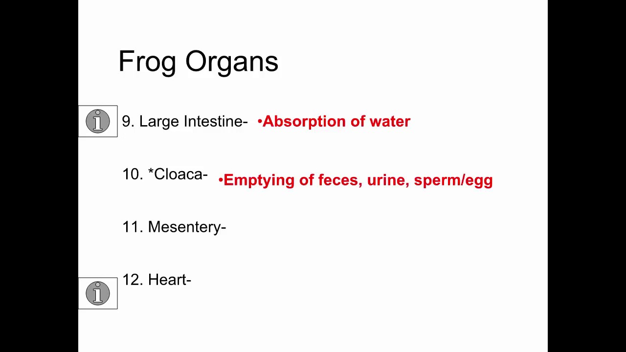 SCI7 8 Frog Organ Functions YouTube SCI7 8 Frog Organ Functions YouTube