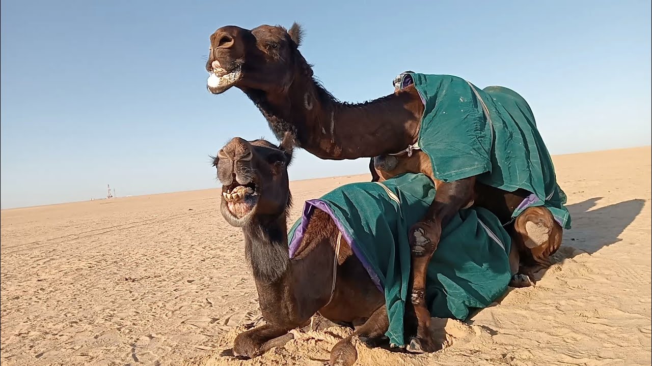 Camel Mating sounds in Dessert animals - YouTube