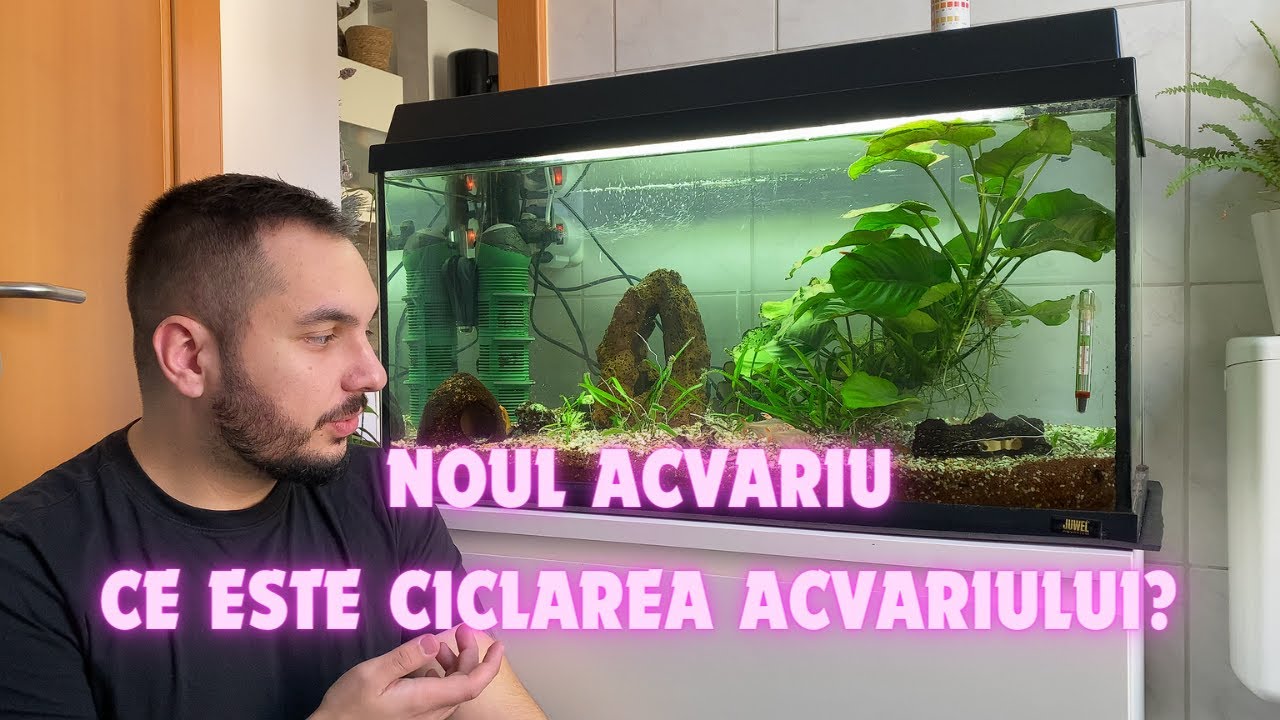 Ce trebuie sa stii inainte de a cumpara un acvariu - YouTube