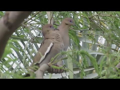 White-winged Doves Mating - YouTube