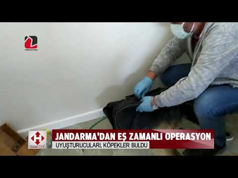 Özel eğitimli köpekler, uyuşturucuyu böyle buldu