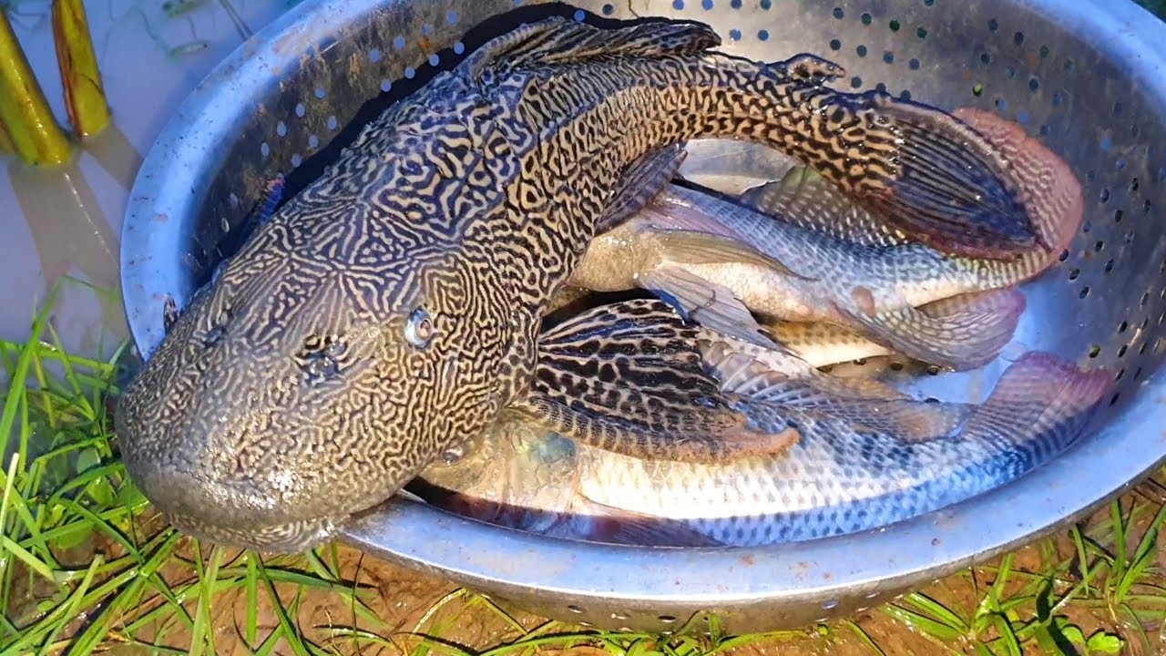 amazing fishing! a lots of fish up on after flood catch by best hand in ...