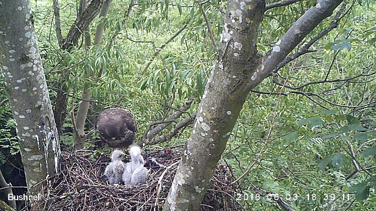 Nesting buzzards - YouTube