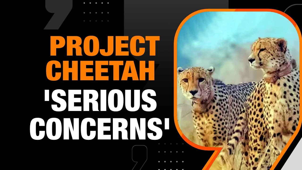 Another Cheetah Found Dead | Experts Raise Serious Concerns Over ...