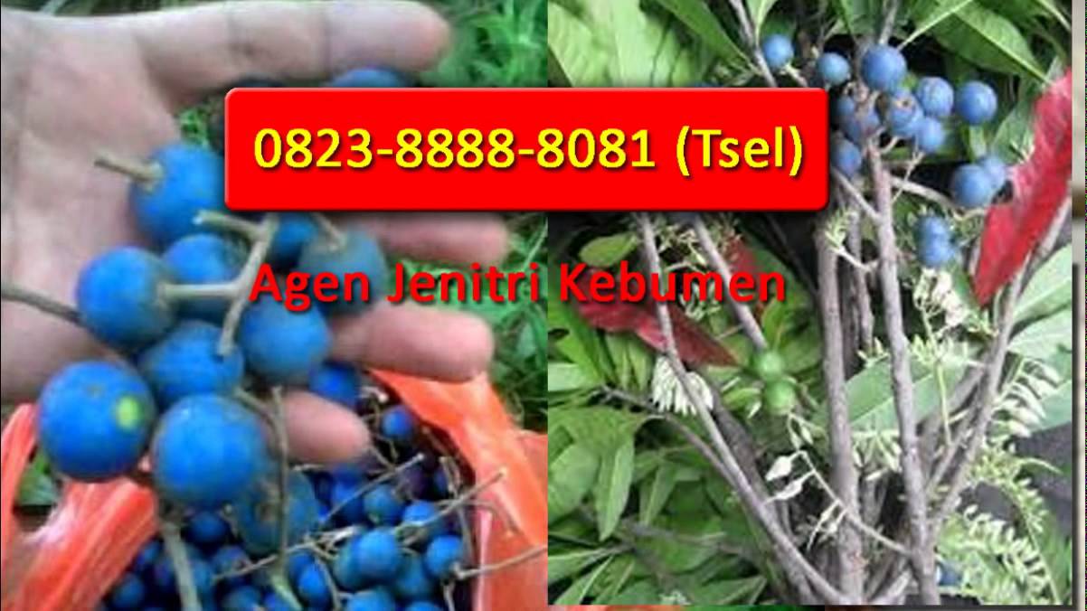0812-6171-9539 (Tsel), Buah Jenitri Kebumen - YouTube