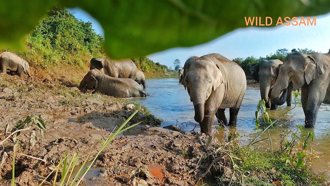 LUXURY MUD SPA OF ELEPHANTS IN THE DOIGRUNG RIVER. || CAMERA TRAP - YouTube