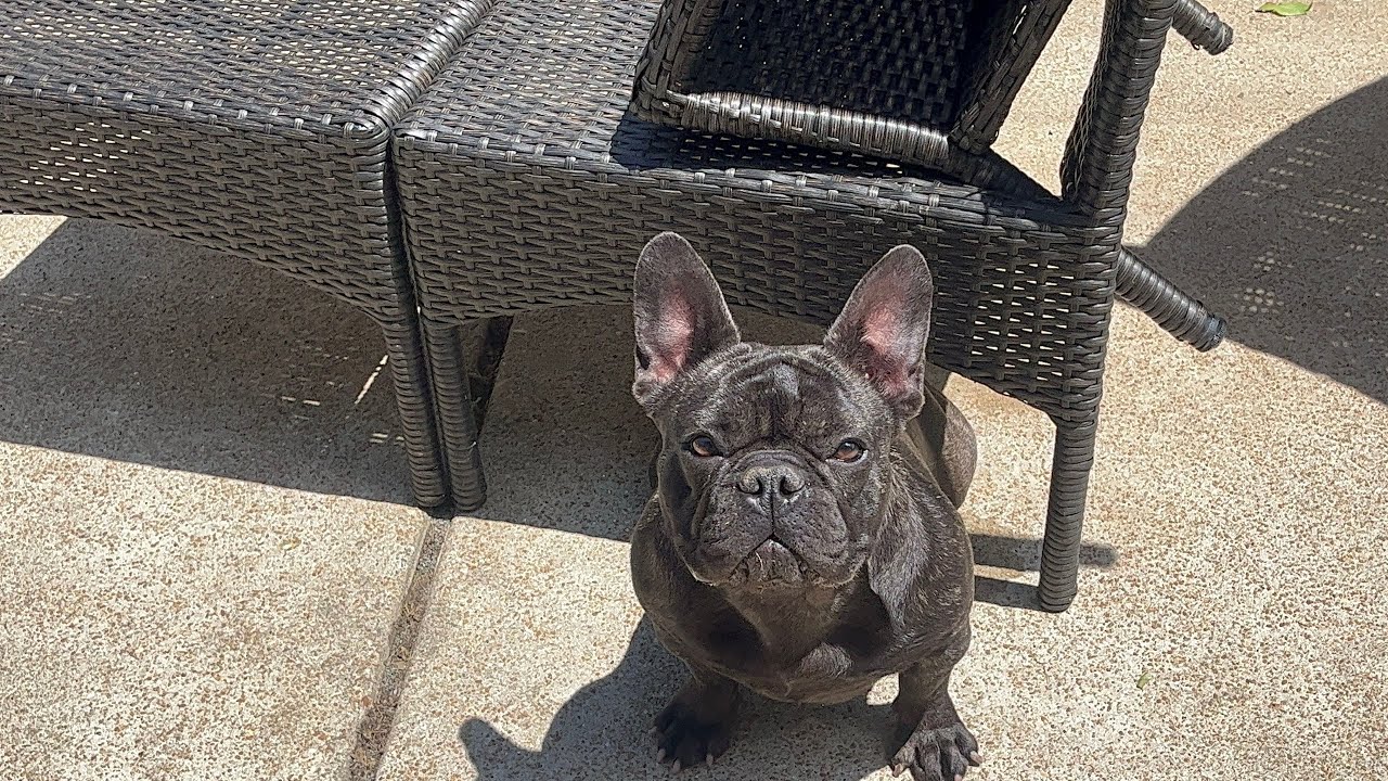 Day in the life of a Frenchie owner ‼️‼️🐾🐶 - YouTube
