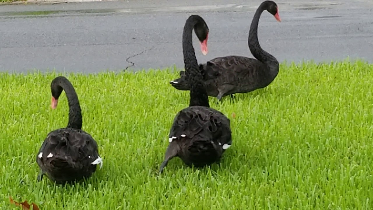 black swans singing, they are beautiful. - YouTube