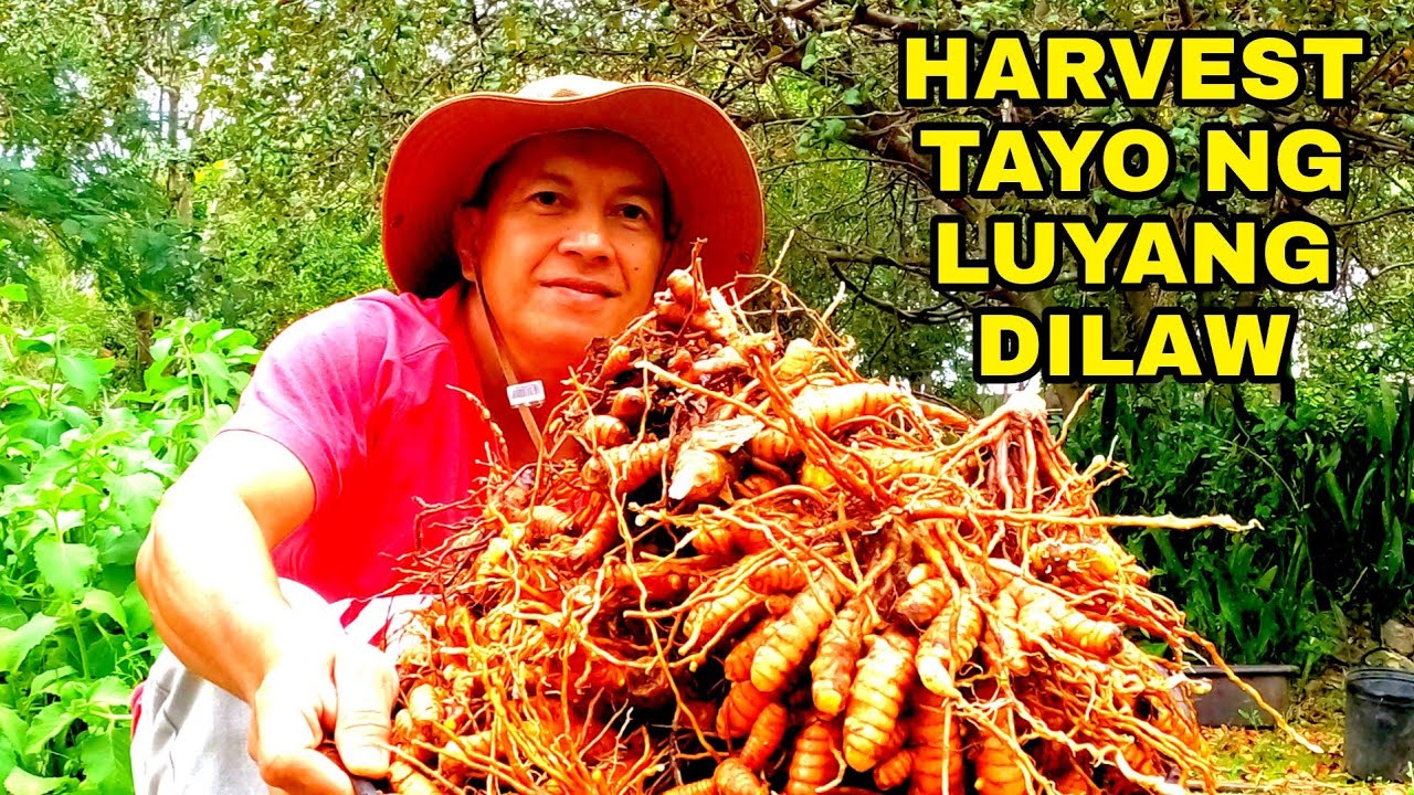 Mag harvest tayo ng TURMERIC o LUYANG DILAW - YouTube