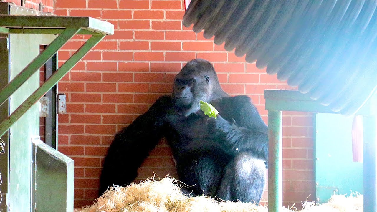 Gorillas in the house. #Twycrosszoo - YouTube