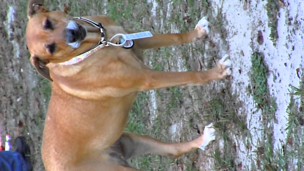 Dog Na Na Vs. Toy Helicopter - YouTube