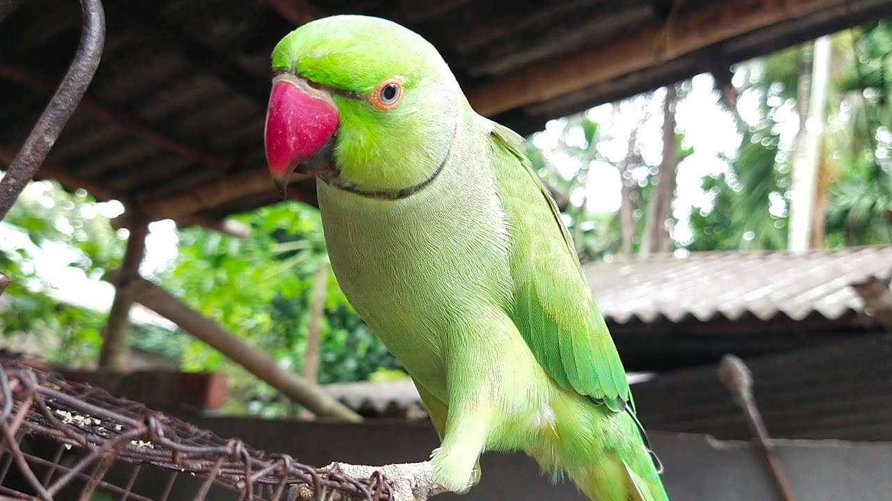 Parrot Talking, Assam, Guwahati - YouTube
