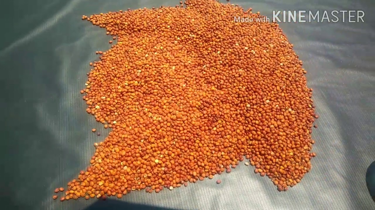 Red gram ( toor dal) de husking traditional way #redgramdehusking,# ...