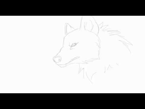 Wolf animation test. - YouTube