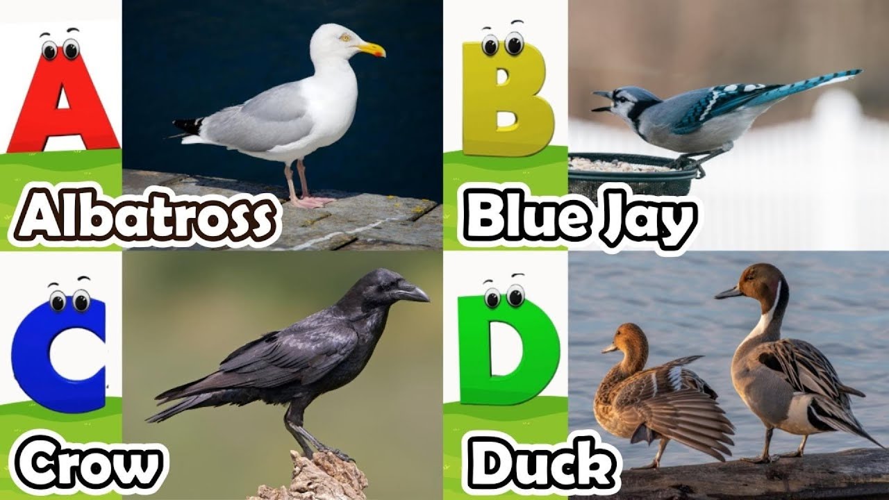 Birds Alphabet Song for Kids | Birds ABC Song | Phonics for Kids | Baby ...