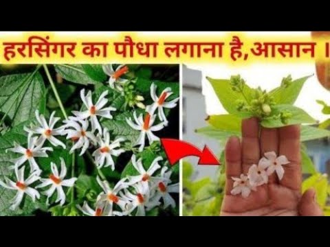 Grow the very easiest way/Parijat Plant From Seeds! #easy #gardening # ...