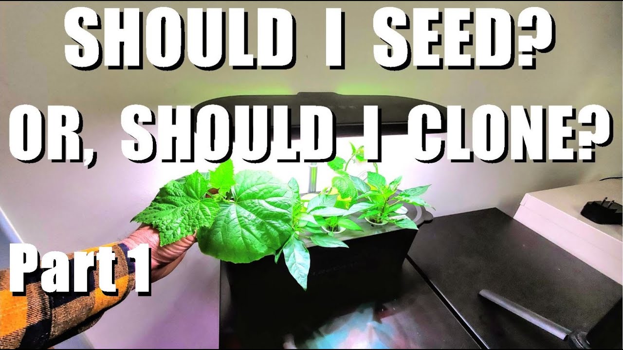 CLONING VINE CROPS VERSUS SEED STARTING PART 1 - YouTube