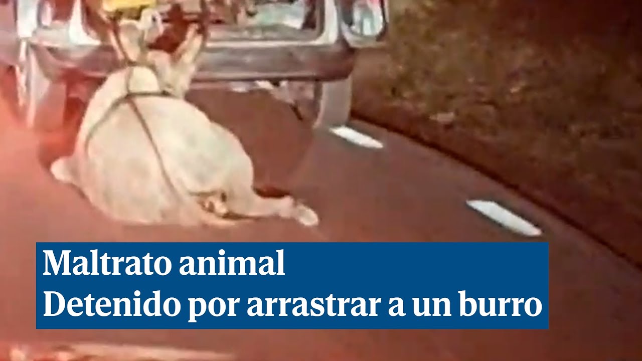 Denunciado por arrastrar a un burro atado a su coche durante tres ...