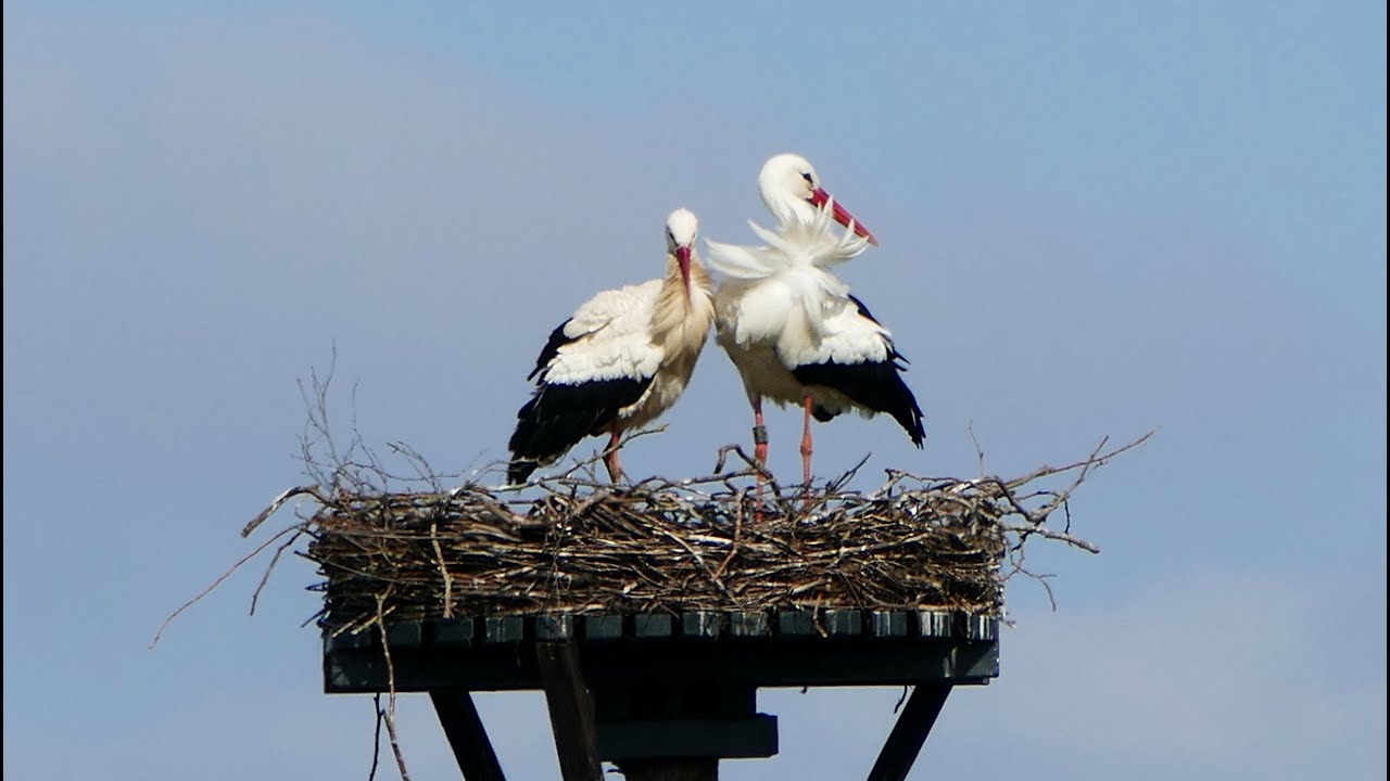 Brutal attack - explicit images on a White Stork nest 2022 - YouTube