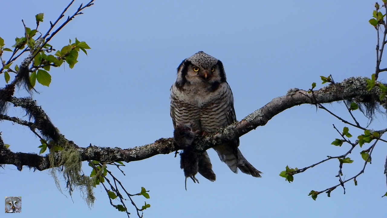 Northern hawk-owl call,Haukugle,Ястребиная сова,Chouette épervière ...