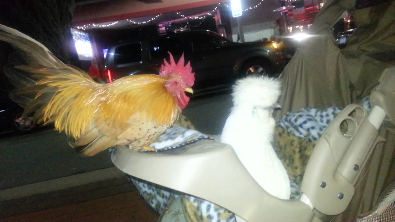 How To Have Paradise In A Chicken Stroller - YouTube
