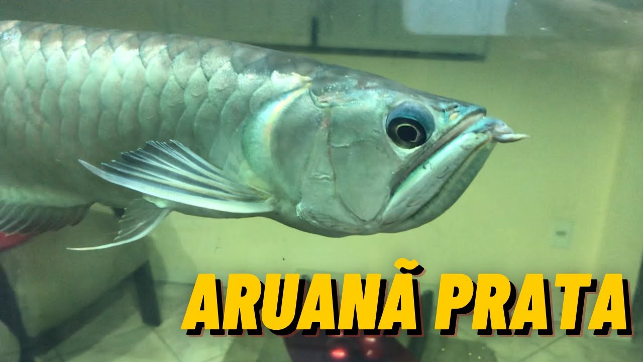 Aquario Aruana 🐠 MyAquarium 🐠 | O Tetra Aruanã (Gnathocharax