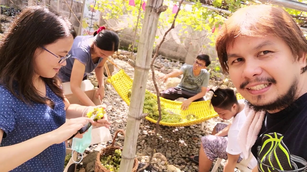 Grapes Harvesting | Stress Free Vineyard | Tagum City - YouTube