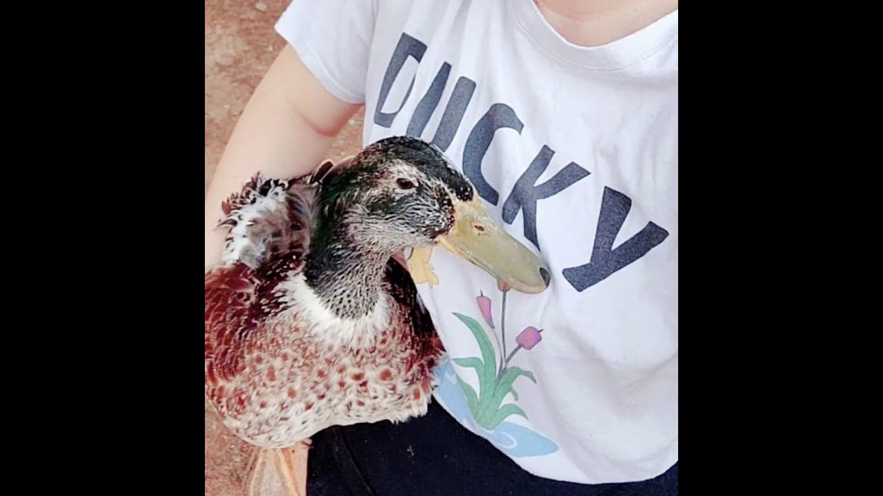 How to tell gender of ducks - YouTube