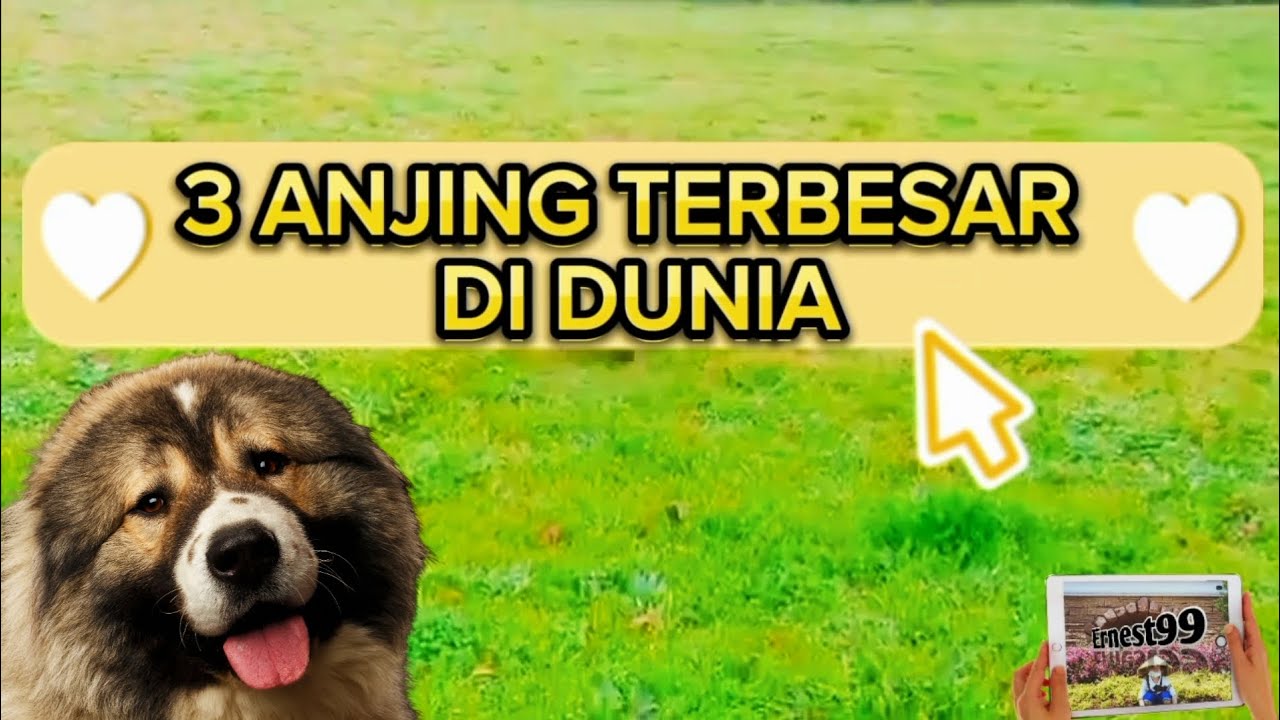 3 ANJING TERBESAR DI DUNIA INI - YouTube