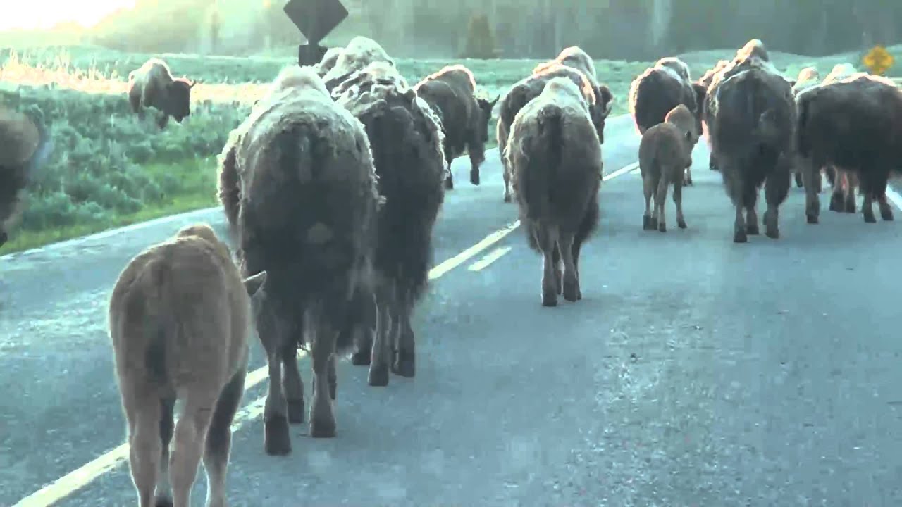 Early Morning Bison Jam - Yellowstone NP - YouTube