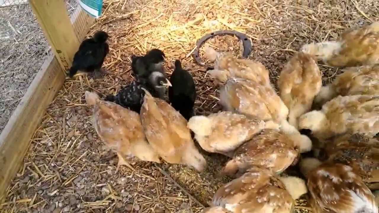 25 Day update on our Red Ranger Broiler Meat Chickens - YouTube