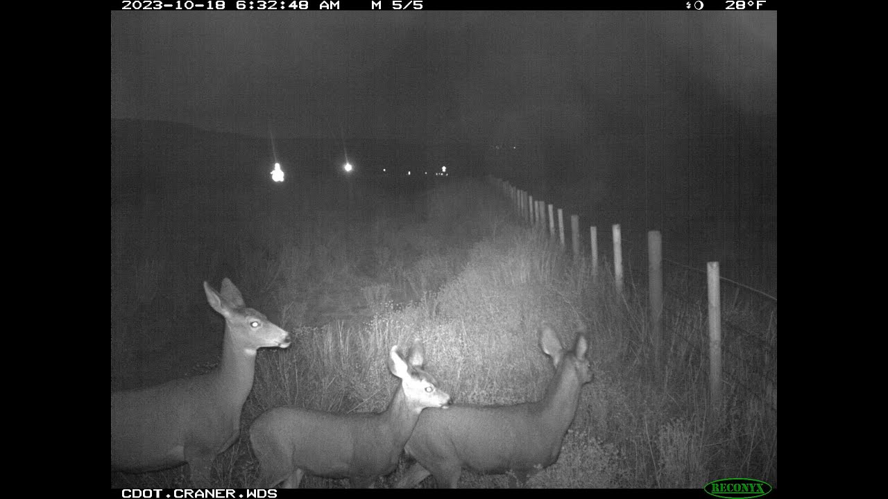 Colorado SH 13 Wildlife-Detection System Still Camera Photos of Deer ...