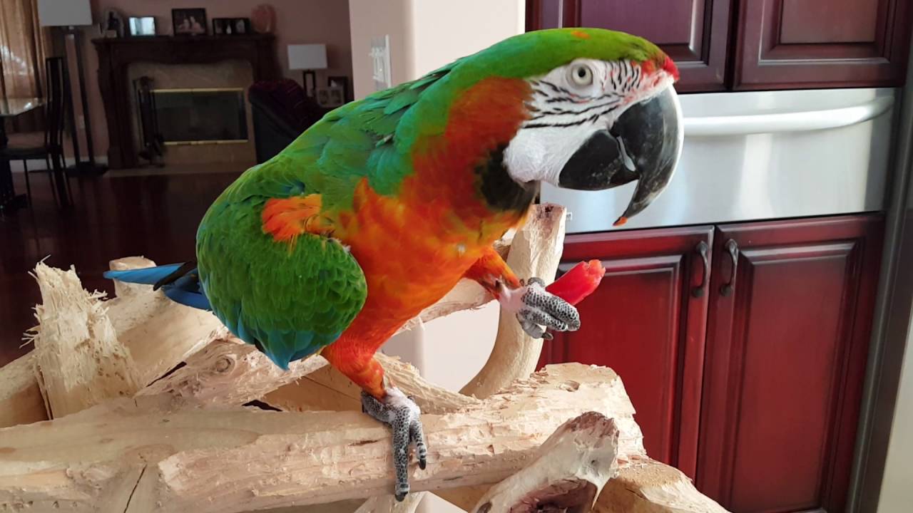 Harlequin Macaw eating his favorite food!! - YouTube